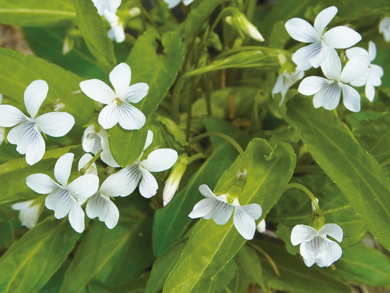 Kacce散歩ウオッチング（清明の候） – 練馬・板橋のタウン誌 月刊Kacce｜株式会社協同クリエイティブ