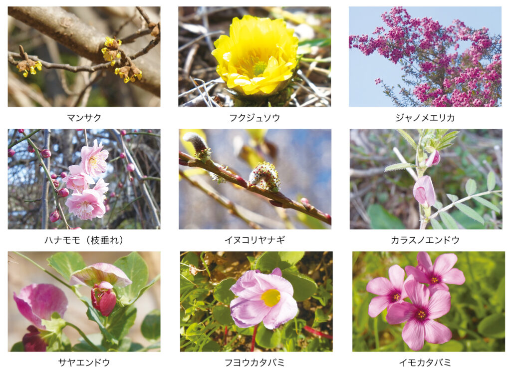 Kacce散歩ウォッチング（花見の始まり） – 練馬・板橋のタウン誌 月刊Kacce｜株式会社協同クリエイティブ