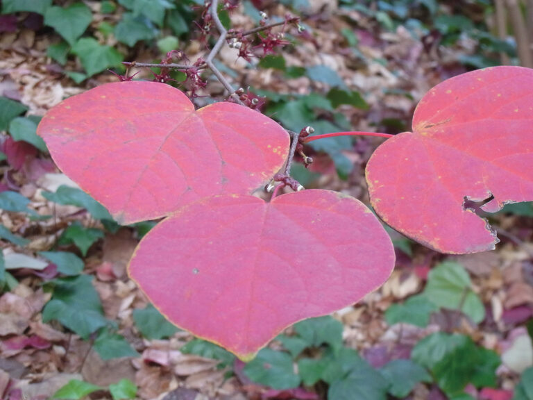 Kacce散歩ウォッチング（マルバノキ） – 練馬・板橋のタウン誌 月刊Kacce｜株式会社協同クリエイティブ